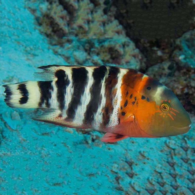 Red Breasted Maori Wrasse Abyss Aquatics