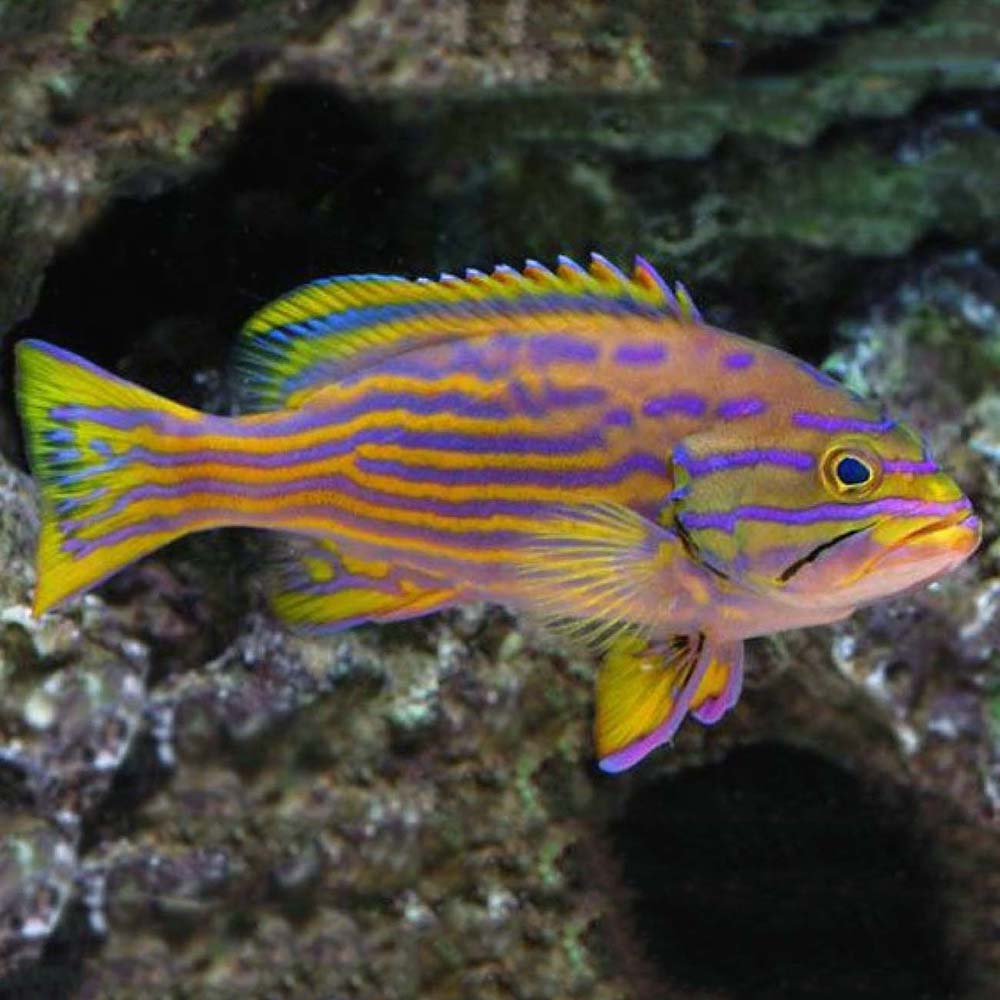 Polleni Grouper Fast Professional service Abyss Aquatics