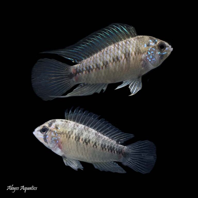 Apistogramma Borelli Sp. Opal Fast, Professional Service