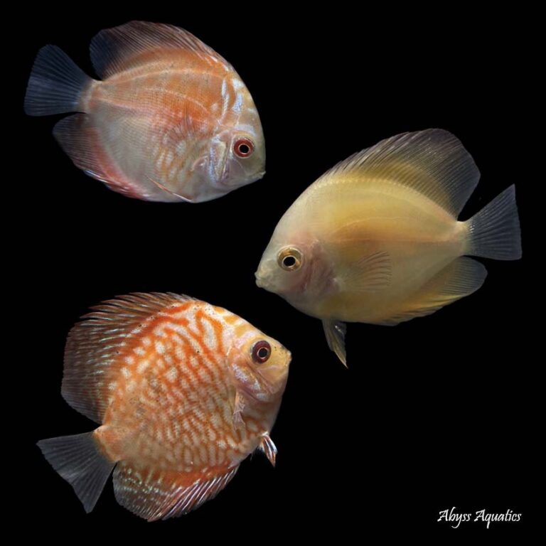 Assorted Red Discus Fast, Professional Service