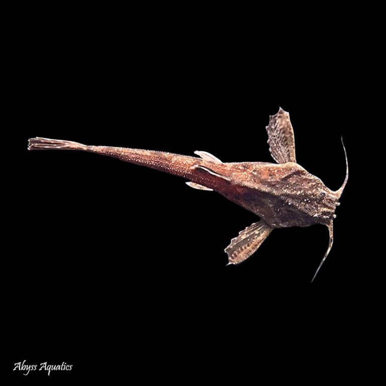 Banjo Catfish Fast, Professional Service