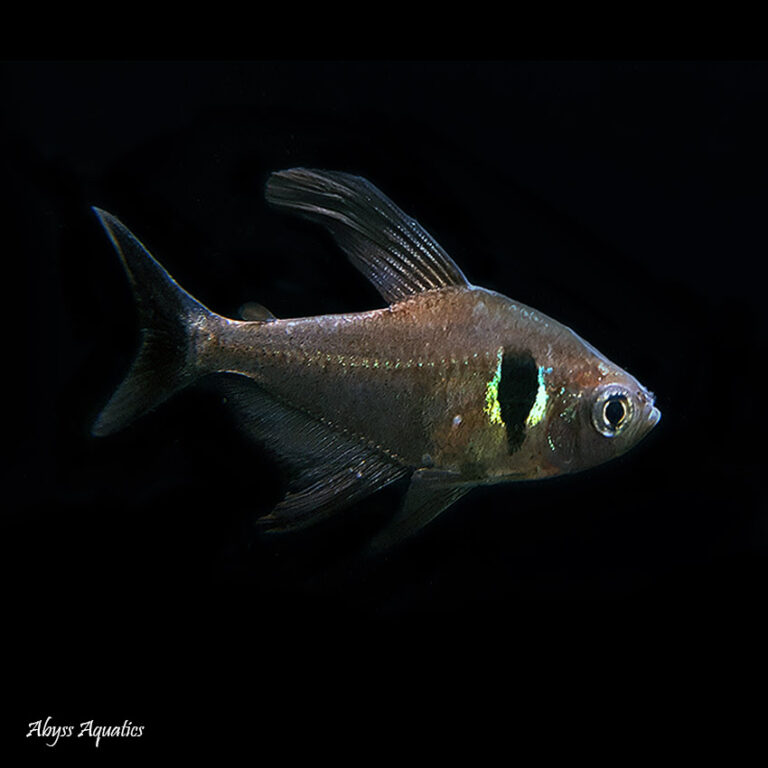 Black Phantom Tetra Fast, Professional Service