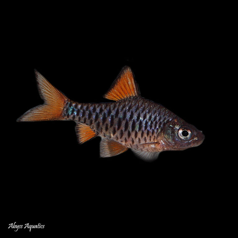 Shop Online for Barbs. Trustworthy - professional - fast. Abyss Aquatics UK