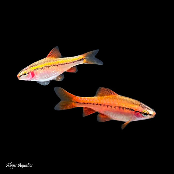 Buy Cherry Barb Fast, Professional Service
