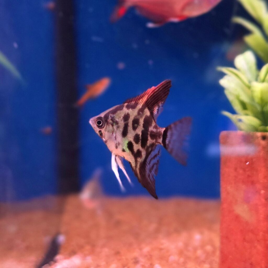 Shop Online for Angelfish and Discus · Abyss Aquatics UK
