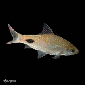 Shop Online for Barbs. Trustworthy - professional - fast. Abyss Aquatics UK