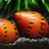 Orange Tyre Track Snail | Fast Delivery Abyss Aquatics UK