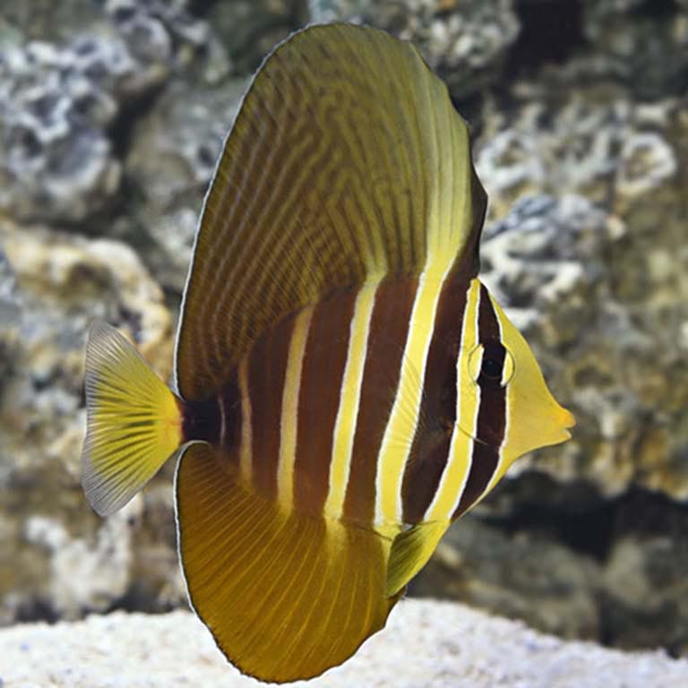 Tangs: Buy tropical marine tang fish online, instore. Strong ...