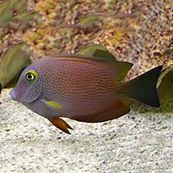 Silver Spot Bristletooth Tang Fast Professional service Abyss Aquatics