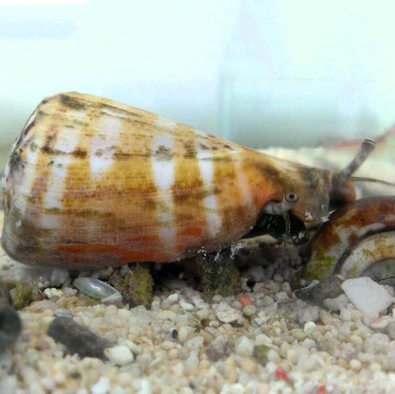 Strawberry Lipped Conch | Fast Delivery Abyss Aquatics UK