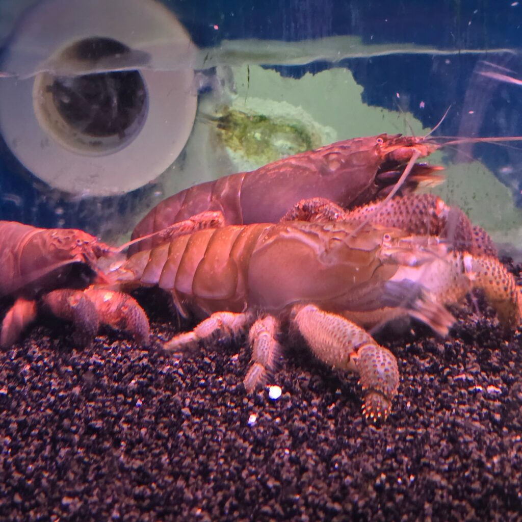 Giant Fan Shrimp · Atya gabonensis · Fast Delivery Abyss Aquatics UK