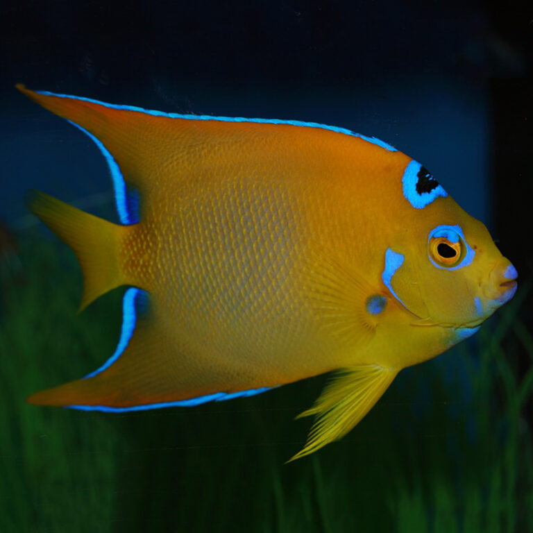 Queen Angelfish Adult Fast Professional service Abyss Aquatics
