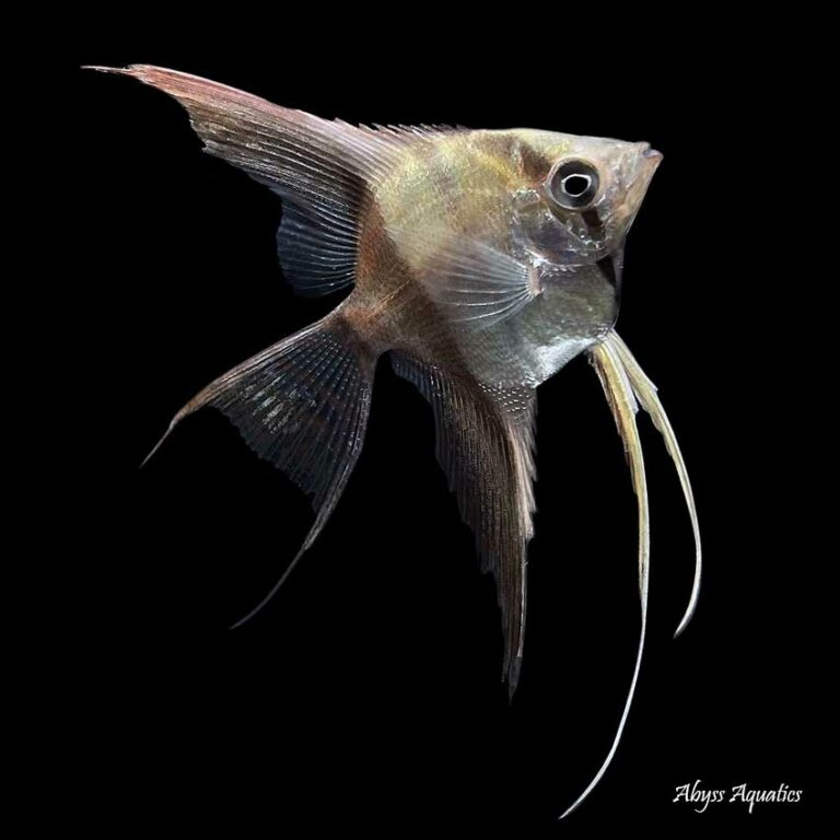 Shop Online for Angelfish and Discus · Abyss Aquatics UK