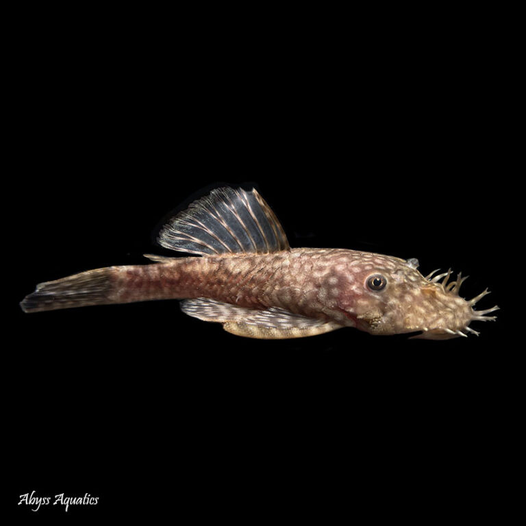 Buy Peppermint Plec L031 Fast, Professional Service
