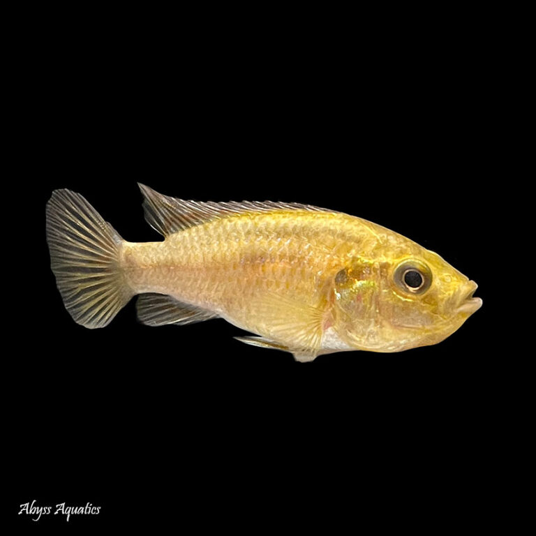 Nichols' Dwarf Mouthbrooder Fast, Professional Service