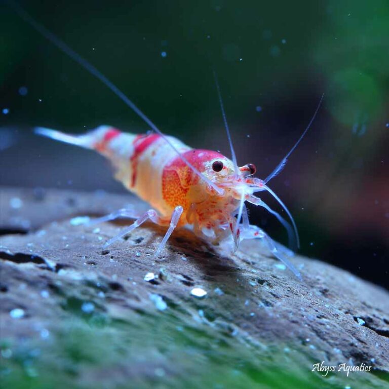 Red Crystal Shrimp.. | Fast Delivery Abyss Aquatics UK