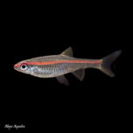 Shop Online for Rasbora · Abyss Aquatics UK