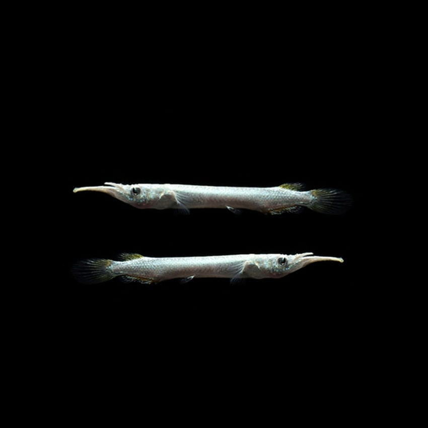 Wrestling Halfbeak.. | Fast Delivery Abyss Aquatics UK