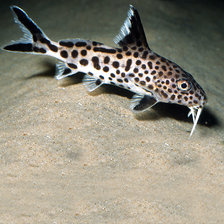 Buy Synodontis Multipunctatus Fast, Professional Service