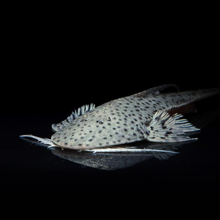 Buy Spoonface Whiptail Catfish Fast, Professional Service