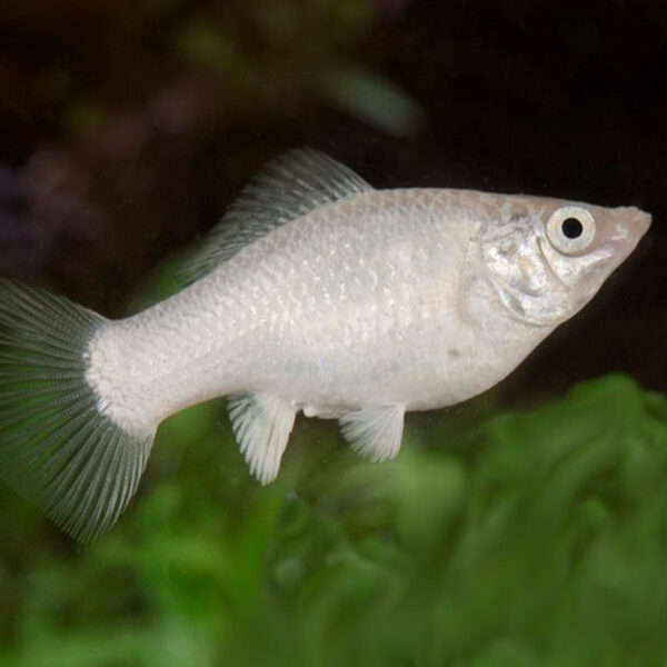 Silver Molly Fast, Professional Service