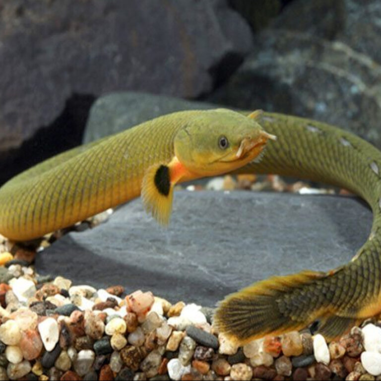 Buy Reedfish.. Fast, Professional Service