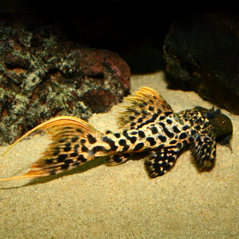 Buy Red Titanic Plec L273.. Fast, Professional Service