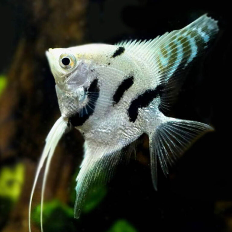 Buy Platinum Marble Angelfish.. Fast, Professional Service