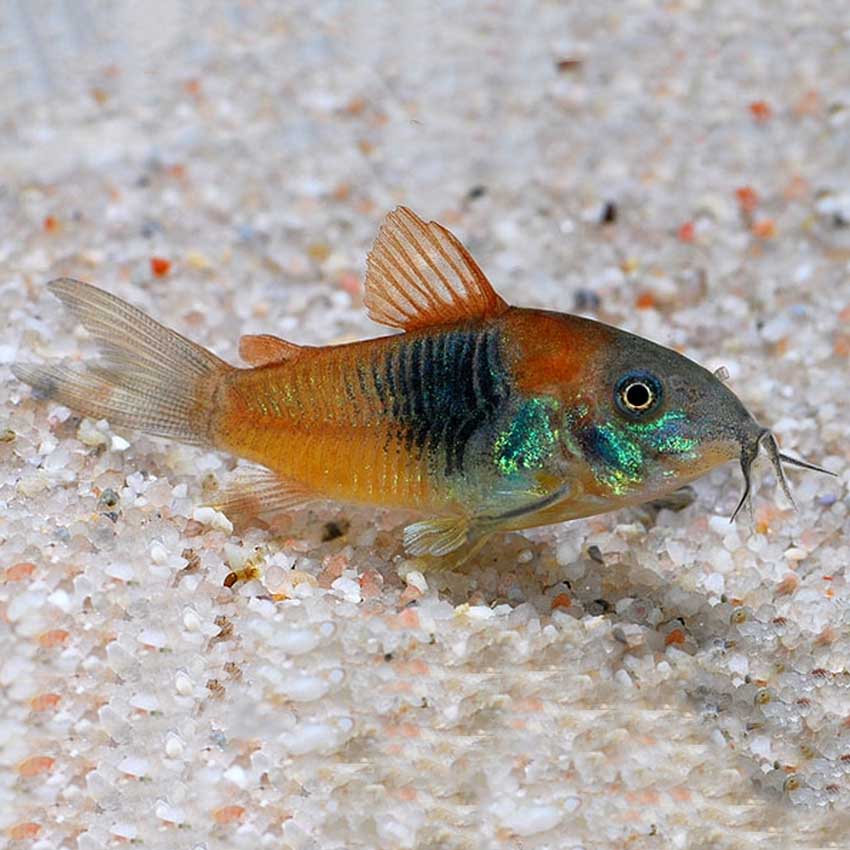 Orange Venezuelan Corydora · Shop Online at Abyss Aquatic Warehouse