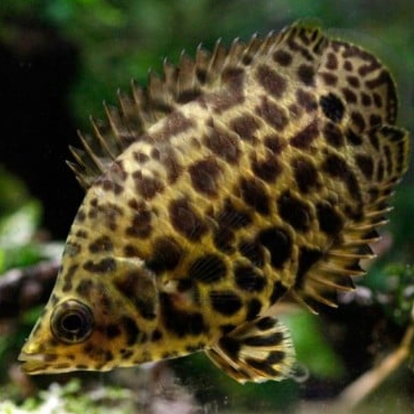 Buy Leopard Bushfish.. Fast, Professional Service