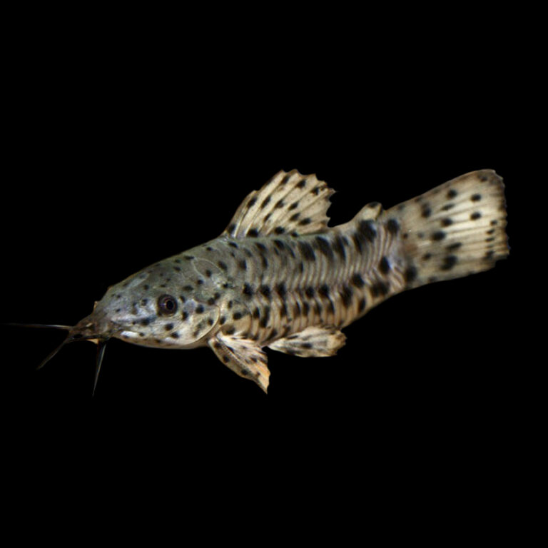 Buy Hoplo Catfish. Fast, Professional Service