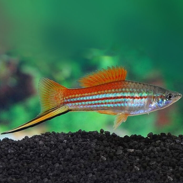 Buy Green Swordtail Fast, Professional Service