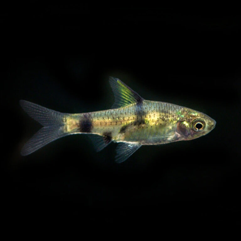 Golden Dwarf Barb.. Fast, Professional Service