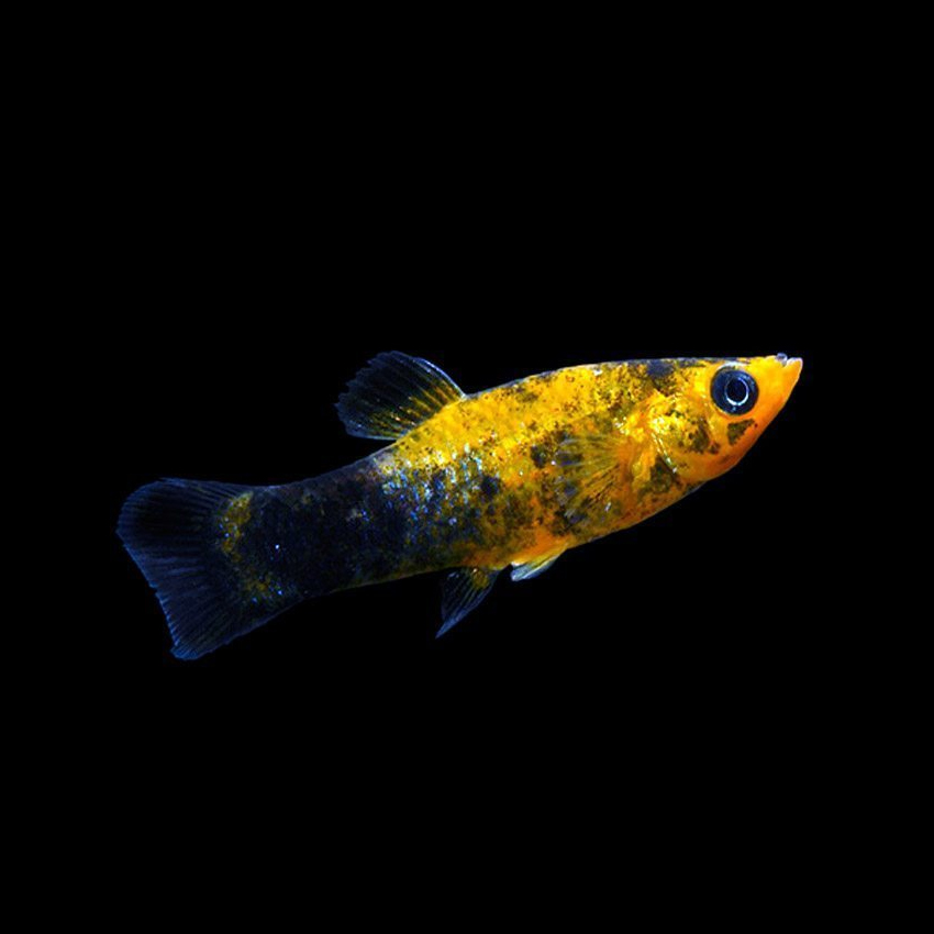 Gold Dust Molly 3-4 Cm · Shop Online at Abyss Aquatic Warehouse