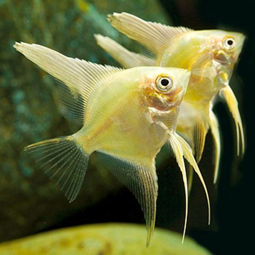 Gold Angelfish.. Fast, Professional Service