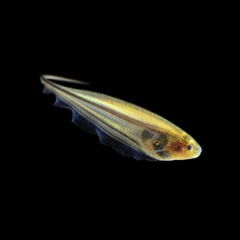Glass Knifefish Fast, Professional Service