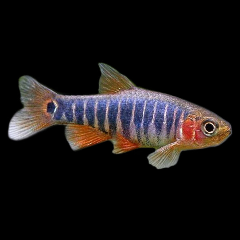 Emerald Line Rasbora Fast, Professional Service
