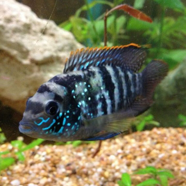 Blue Acara.. Fast, Professional Service