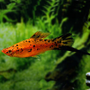 Shop Online for Swordtail · Abyss Aquatics UK