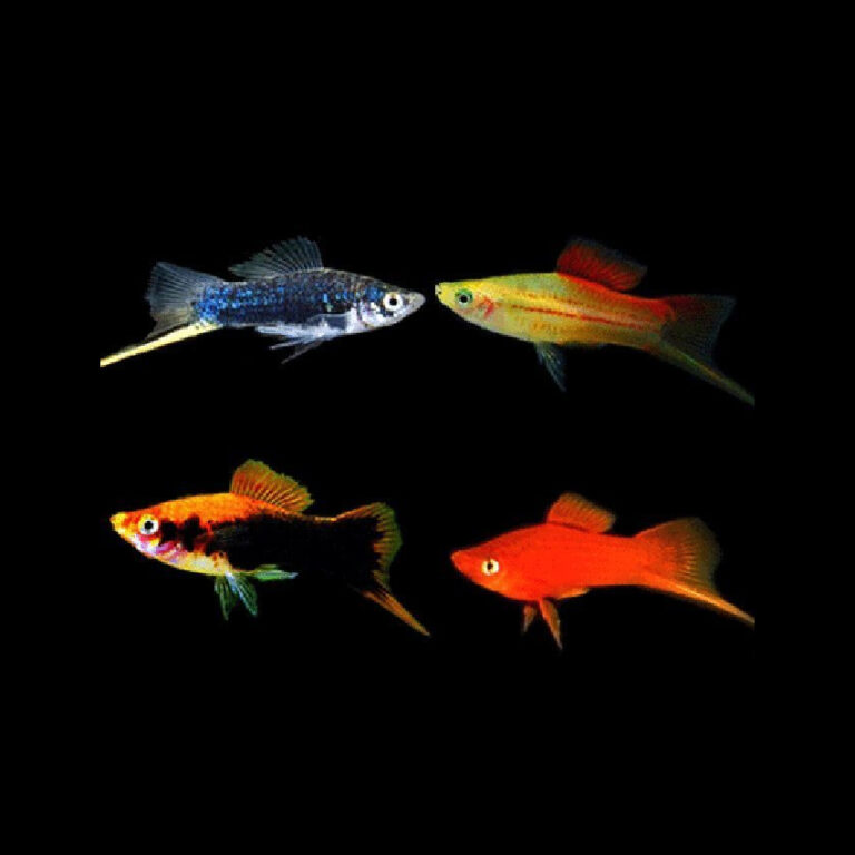 Assorted Swordtail Fast, Professional Service