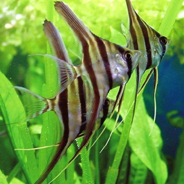 Altum Angelfish Fast, Professional Service