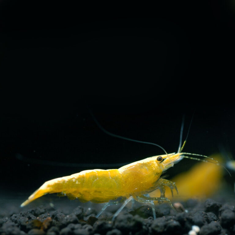 Yellow Sakura Shrimp | Fast Delivery Abyss Aquatics UK