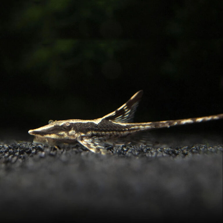 Royal Farlowella Catfish Fast, Professional Service