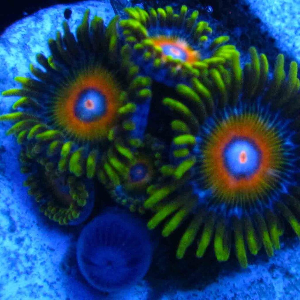 Shop Online for Soft Coral · Abyss Aquatics UK