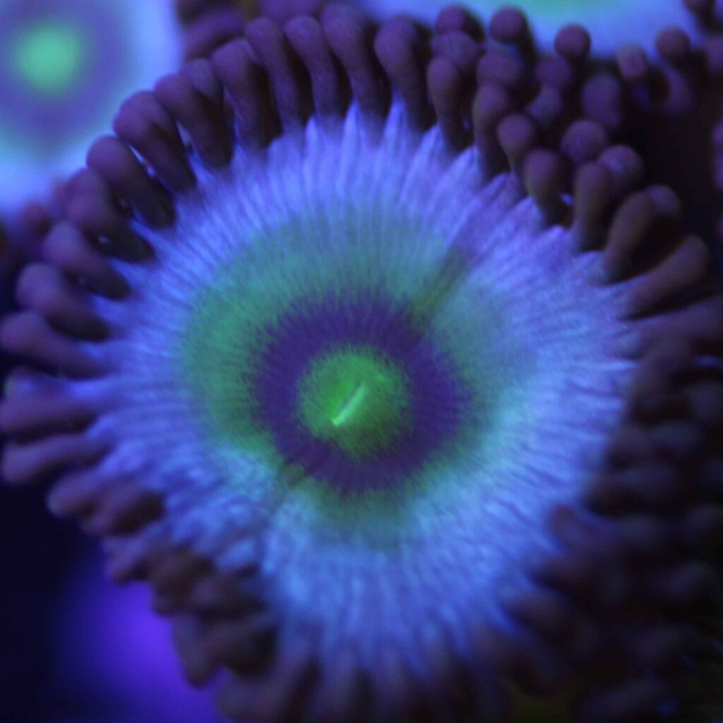 Shop Online for Soft Coral · Abyss Aquatics UK