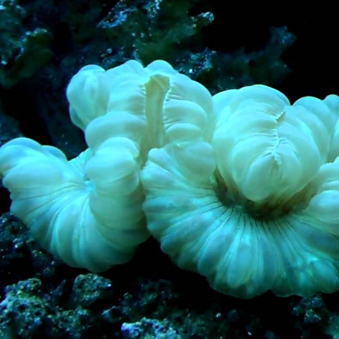 Green Fox Coral F4 Pest free promiseAbyss Aquatics UK