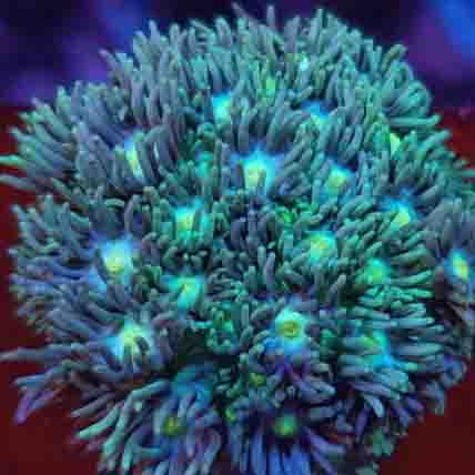 Blue Green Alveopora F1 Pest free promiseAbyss Aquatics UK