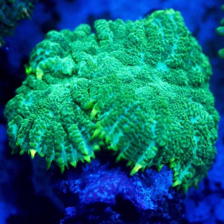 Green Rhodactis Mushroom F1 Pest free promiseAbyss Aquatics UK