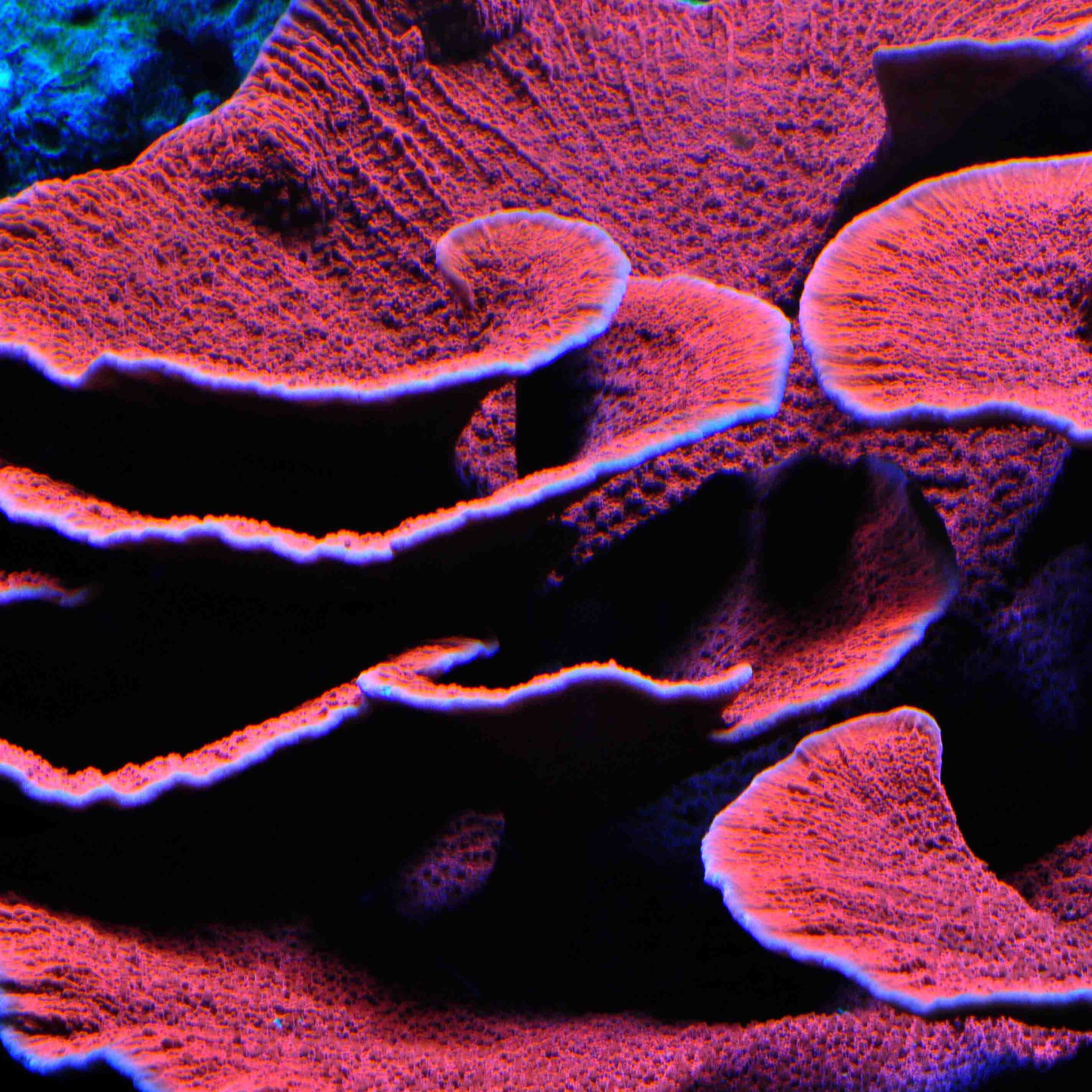 Red Plating Montipora Pest free promiseAbyss Aquatics UK