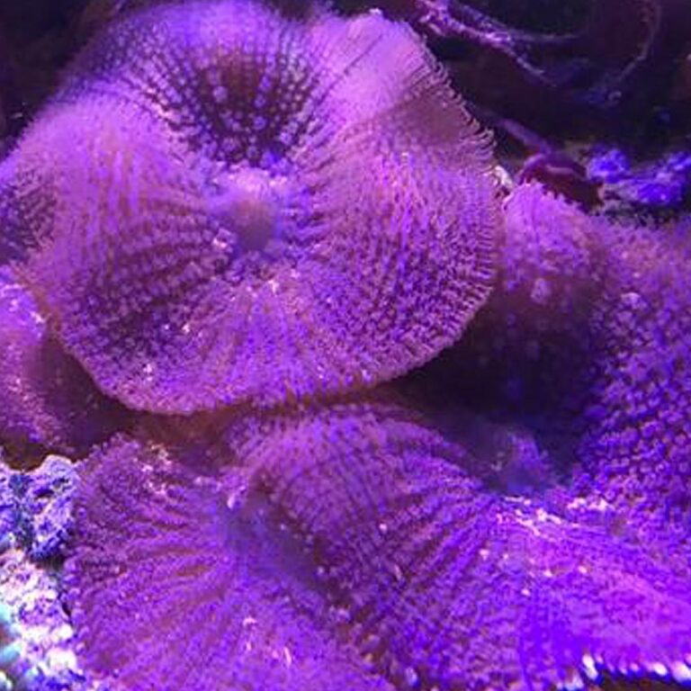 Purple Rhodactis Mushroom F1 Pest free promiseAbyss Aquatics UK